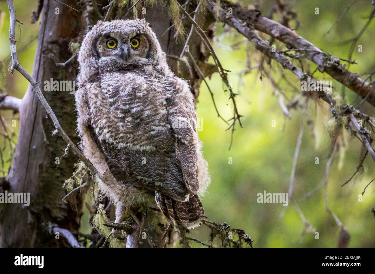 Eulen Eulen Eulen Eulen Eulen Stockfotos und -bilder Kaufen - Alamy