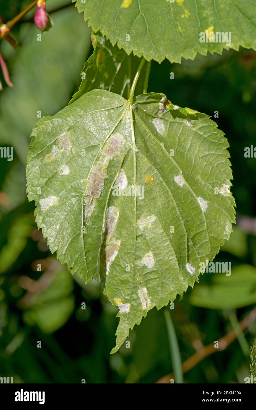 Kalkfilz galle milbe -Fotos und -Bildmaterial in hoher Auflösung – Alamy