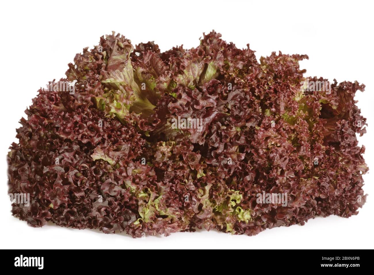 Lollo rosso -Fotos und -Bildmaterial in hoher Auflösung – Alamy