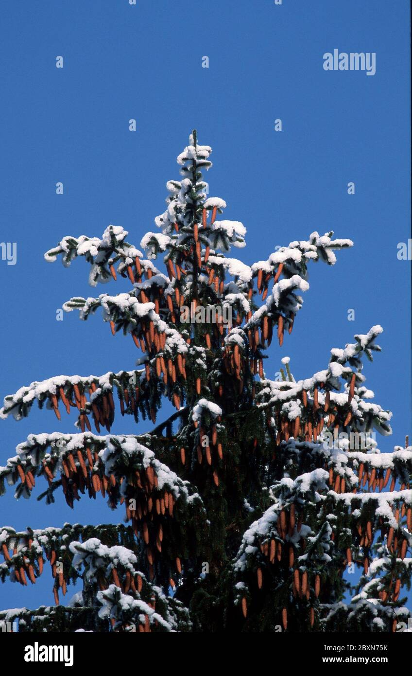 Norwegen fichten picea abies -Fotos und -Bildmaterial in hoher ...