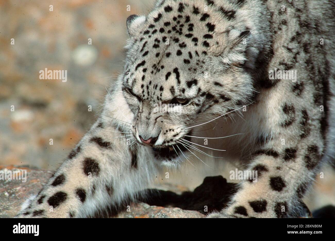 Panthera unica -Fotos und -Bildmaterial in hoher Auflösung – Alamy