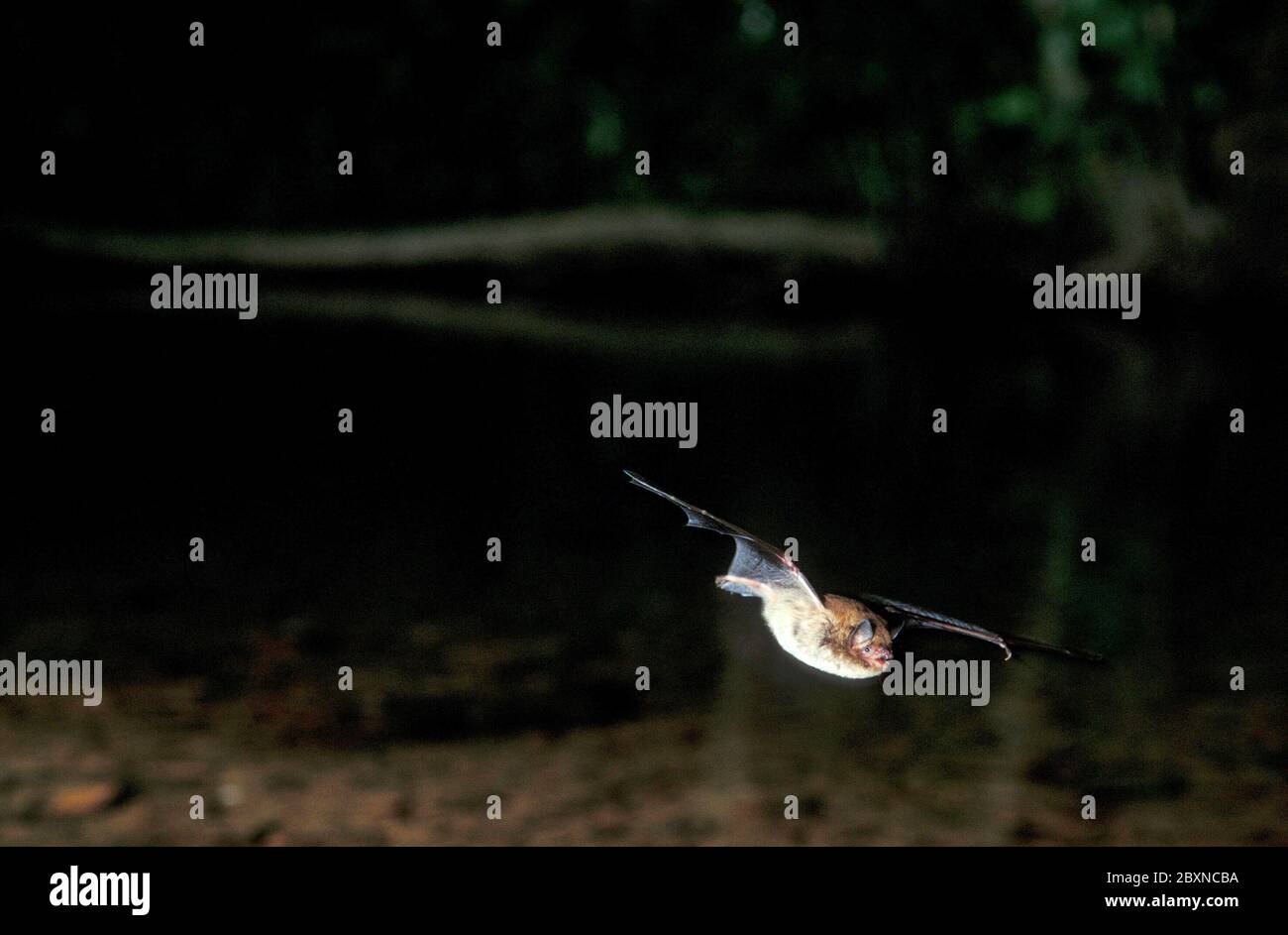Daubenton fledermaus -Fotos und -Bildmaterial in hoher Auflösung – Alamy
