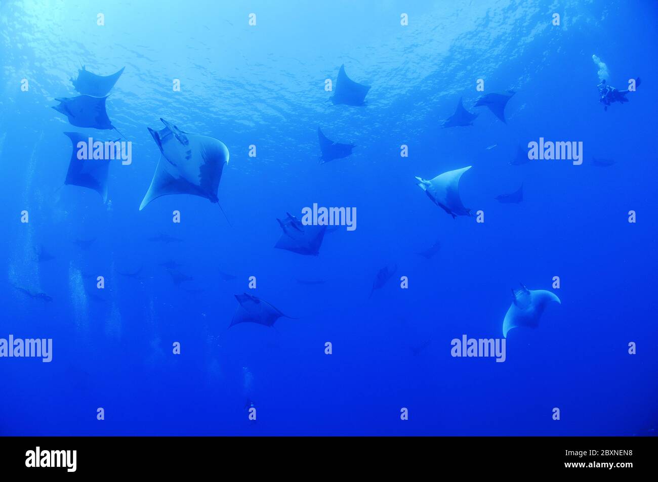 Manta schule -Fotos und -Bildmaterial in hoher Auflösung – Alamy