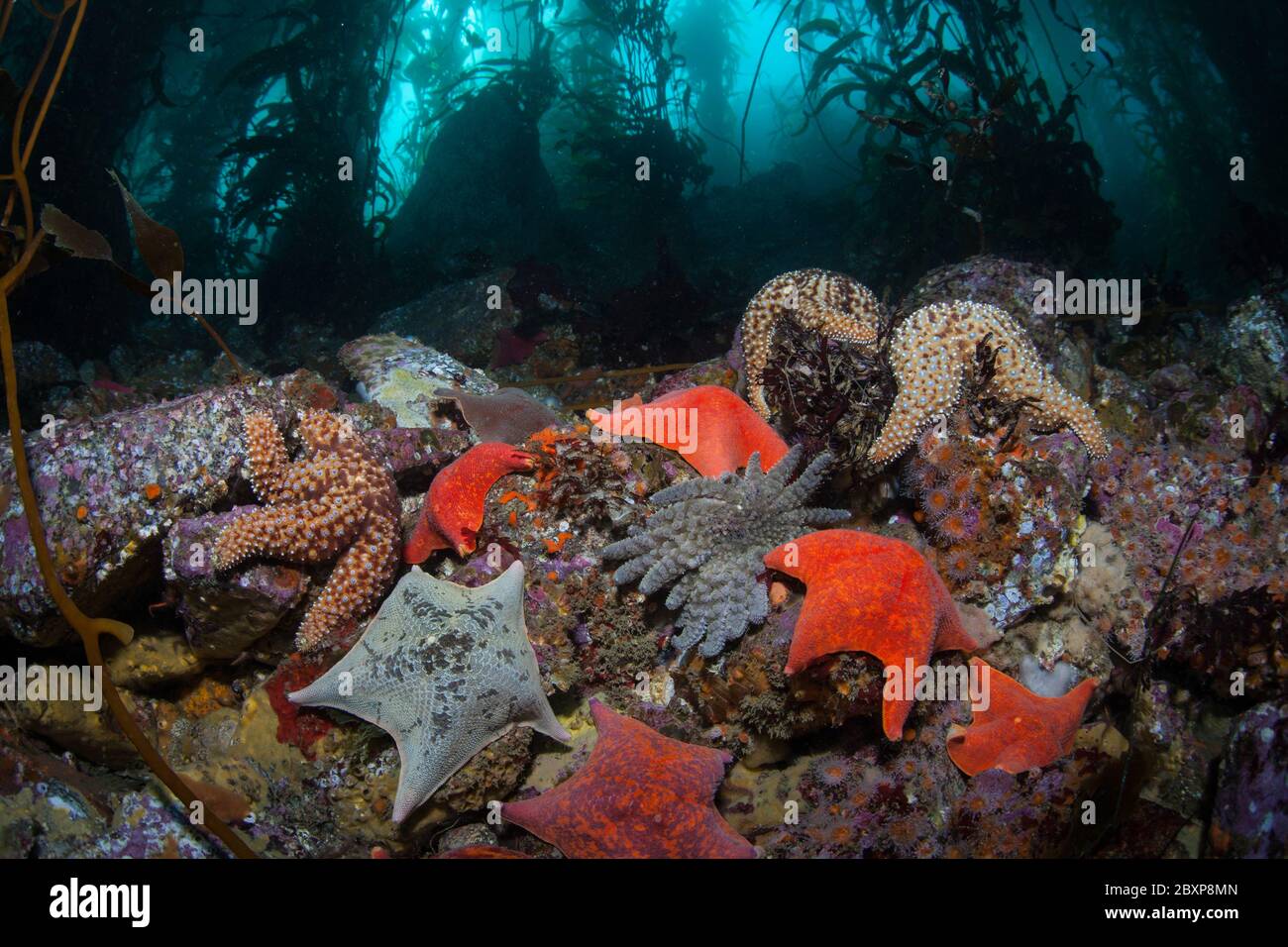 Riesen seestern -Fotos und -Bildmaterial in hoher Auflösung – Alamy