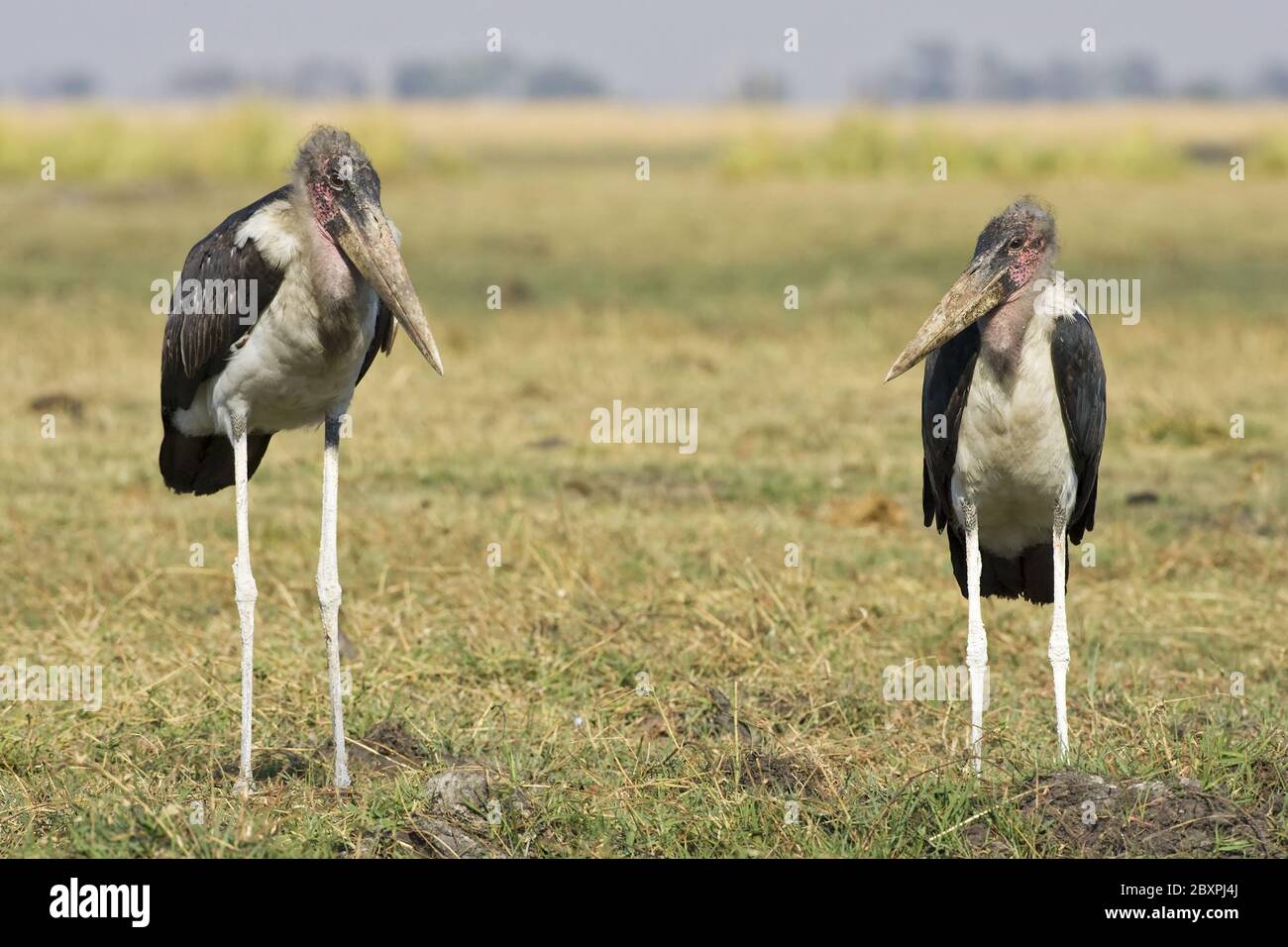 Marabou stork okavango delta botswana -Fotos und -Bildmaterial in hoher ...