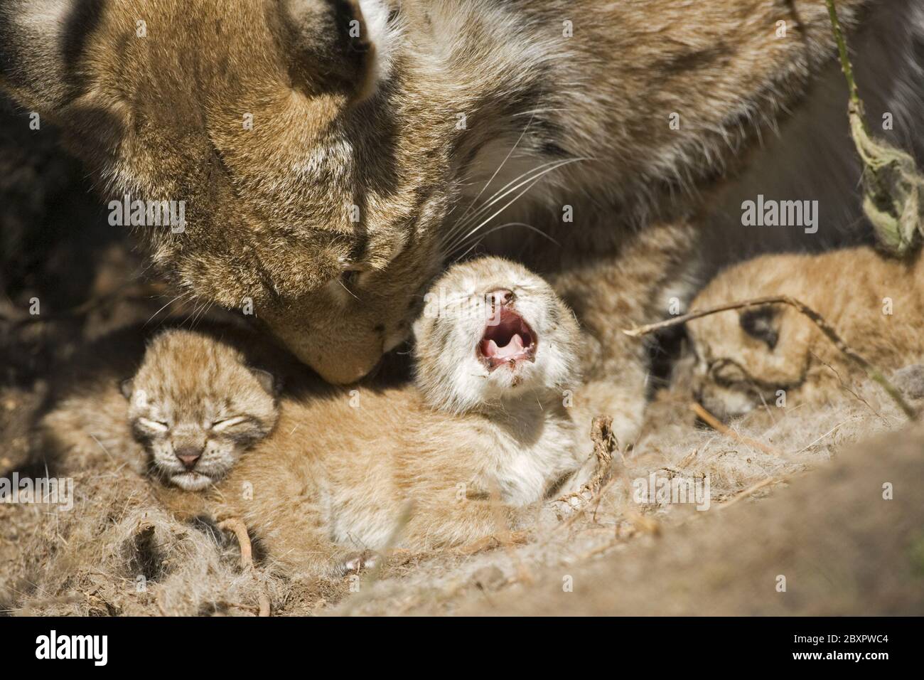 Weibchen mit cub luchs luchs -Fotos und -Bildmaterial in hoher ...