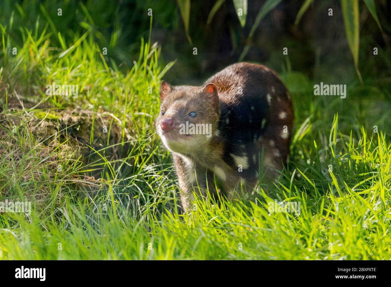 Spotted eastern quoll -Fotos und -Bildmaterial in hoher Auflösung – Alamy