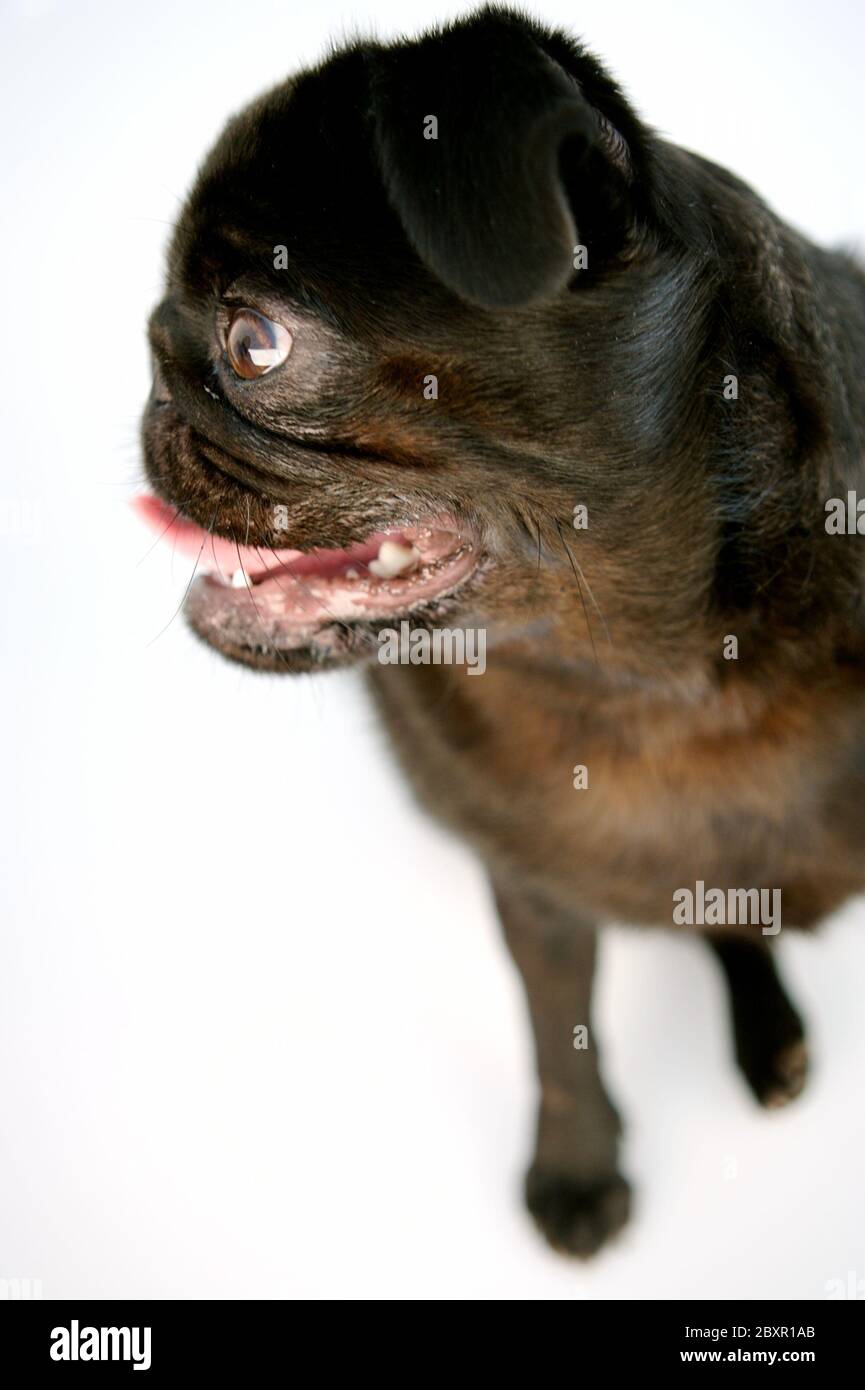 Mops canis lupus familaris -Fotos und -Bildmaterial in hoher Auflösung ...