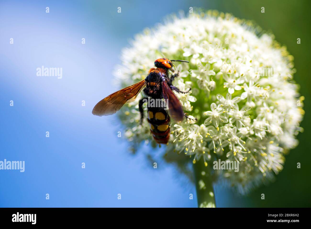 Scolia maculata ist eine Art von großen Wespen aus der Familie der ...