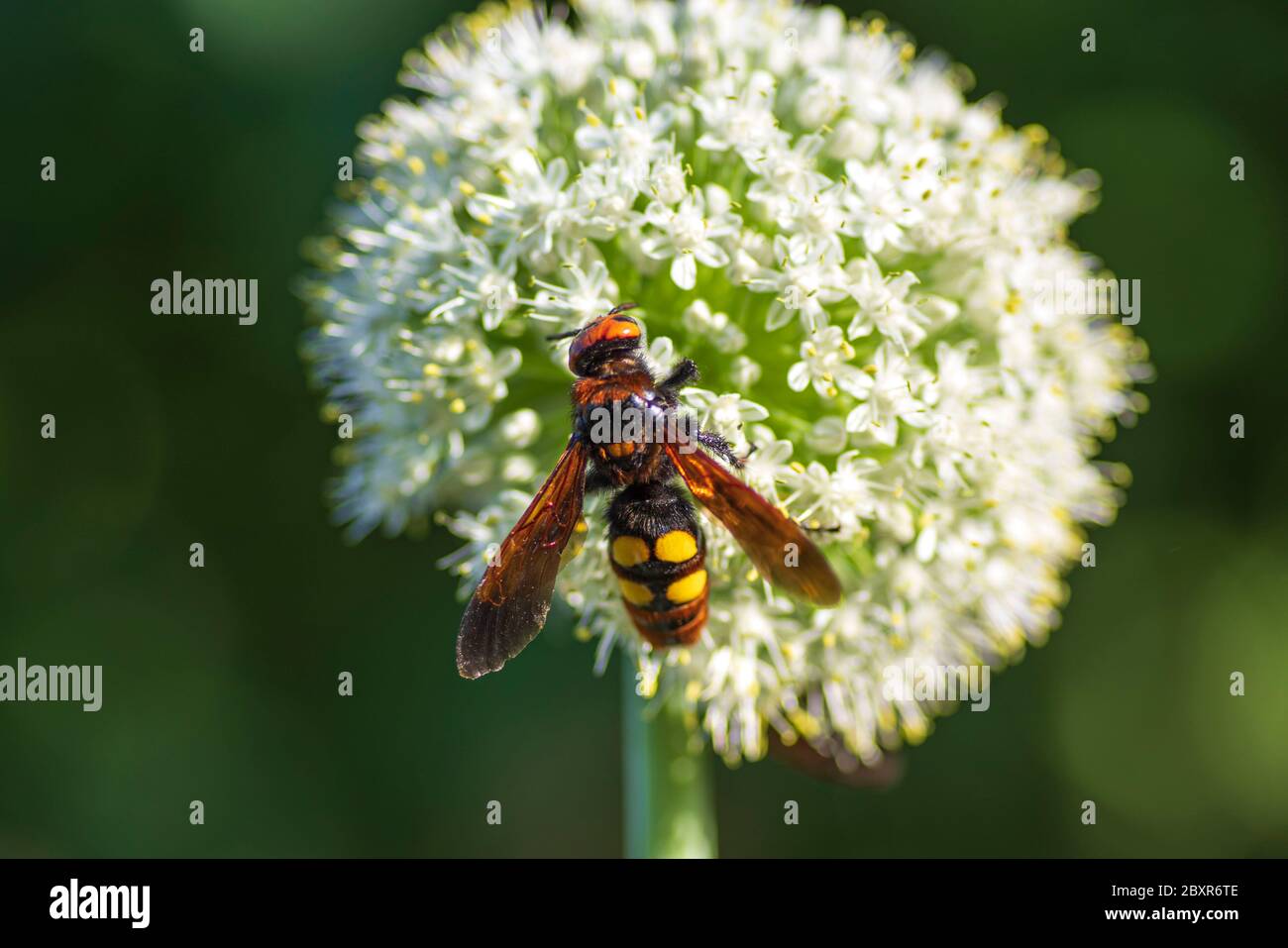 Scolia lat. Megascolia maculata lat. Scolia maculata ist eine Art von ...