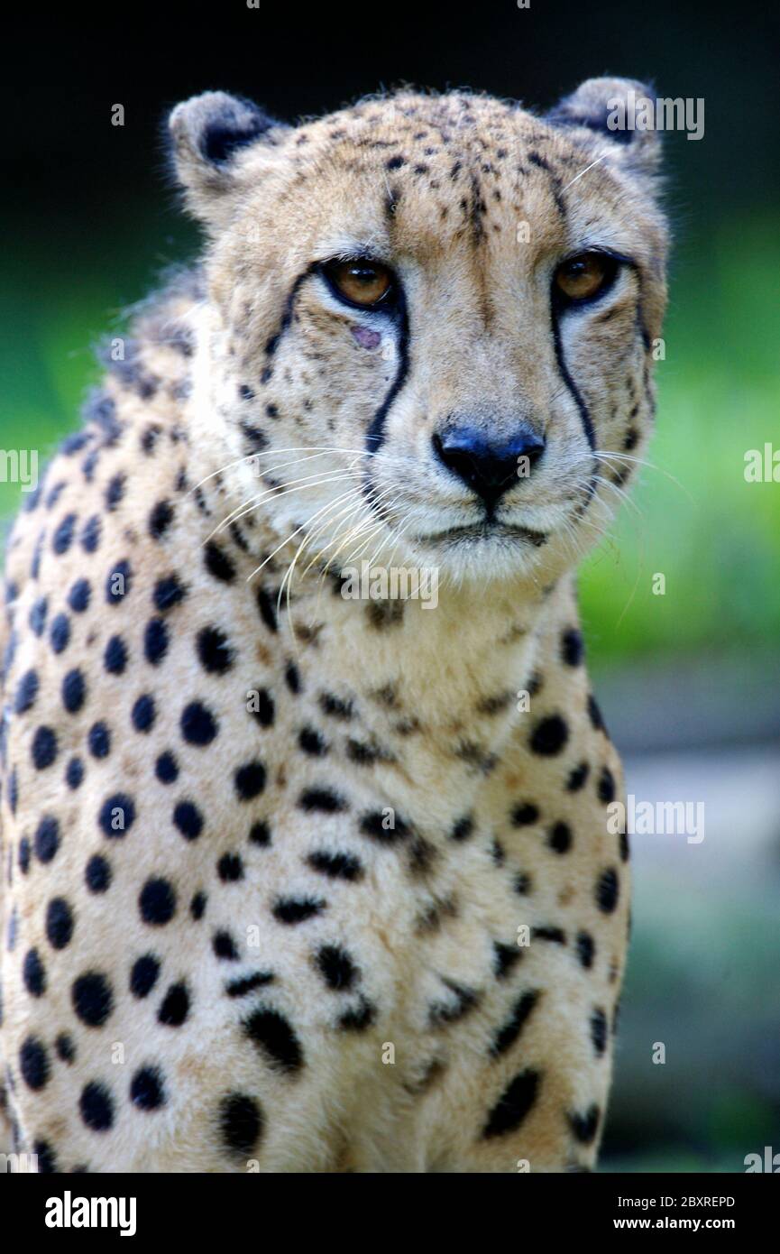 Gepard zuflucht -Fotos und -Bildmaterial in hoher Auflösung – Alamy