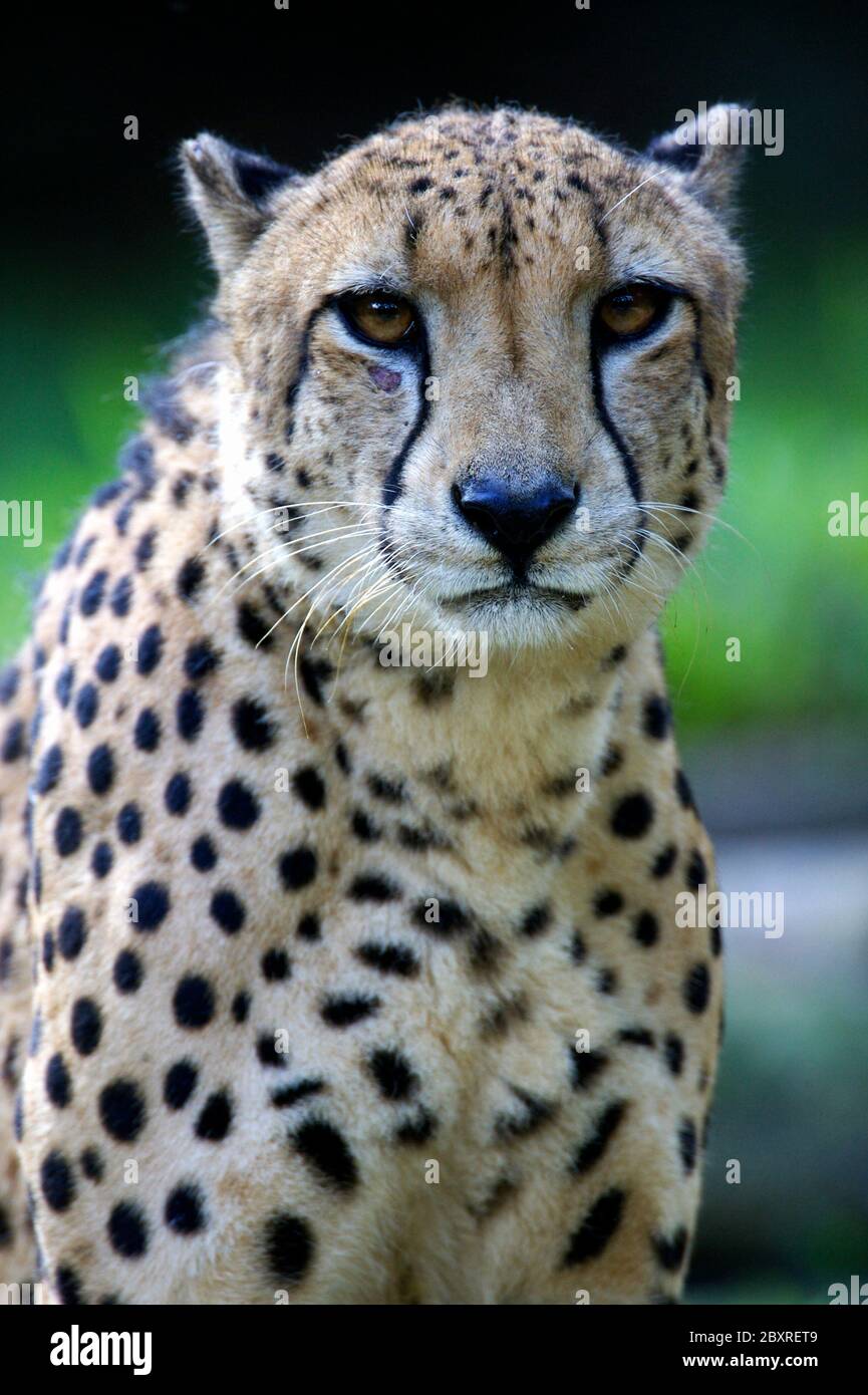 Gepard stiel -Fotos und -Bildmaterial in hoher Auflösung – Alamy