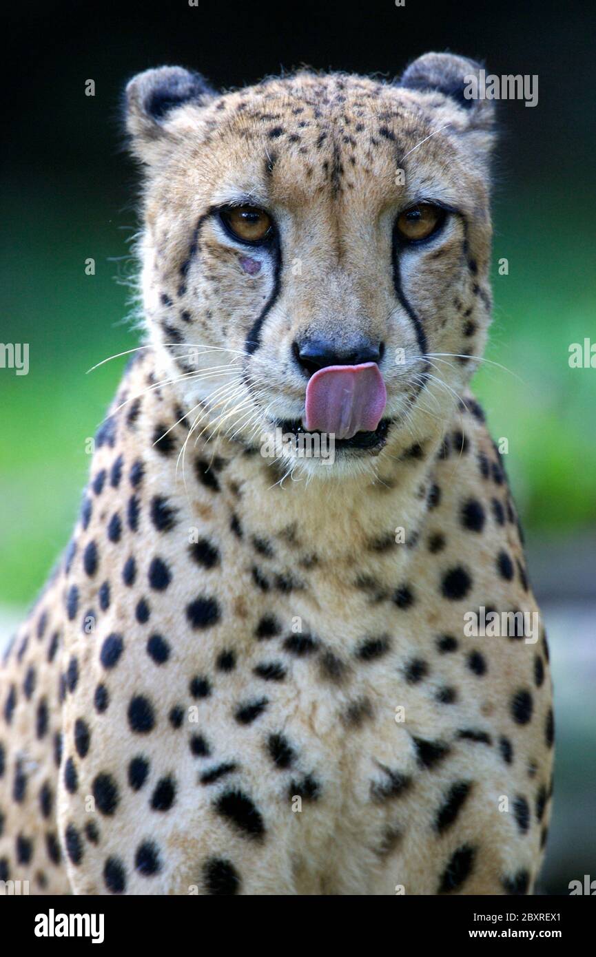 Gepard zuflucht -Fotos und -Bildmaterial in hoher Auflösung – Alamy