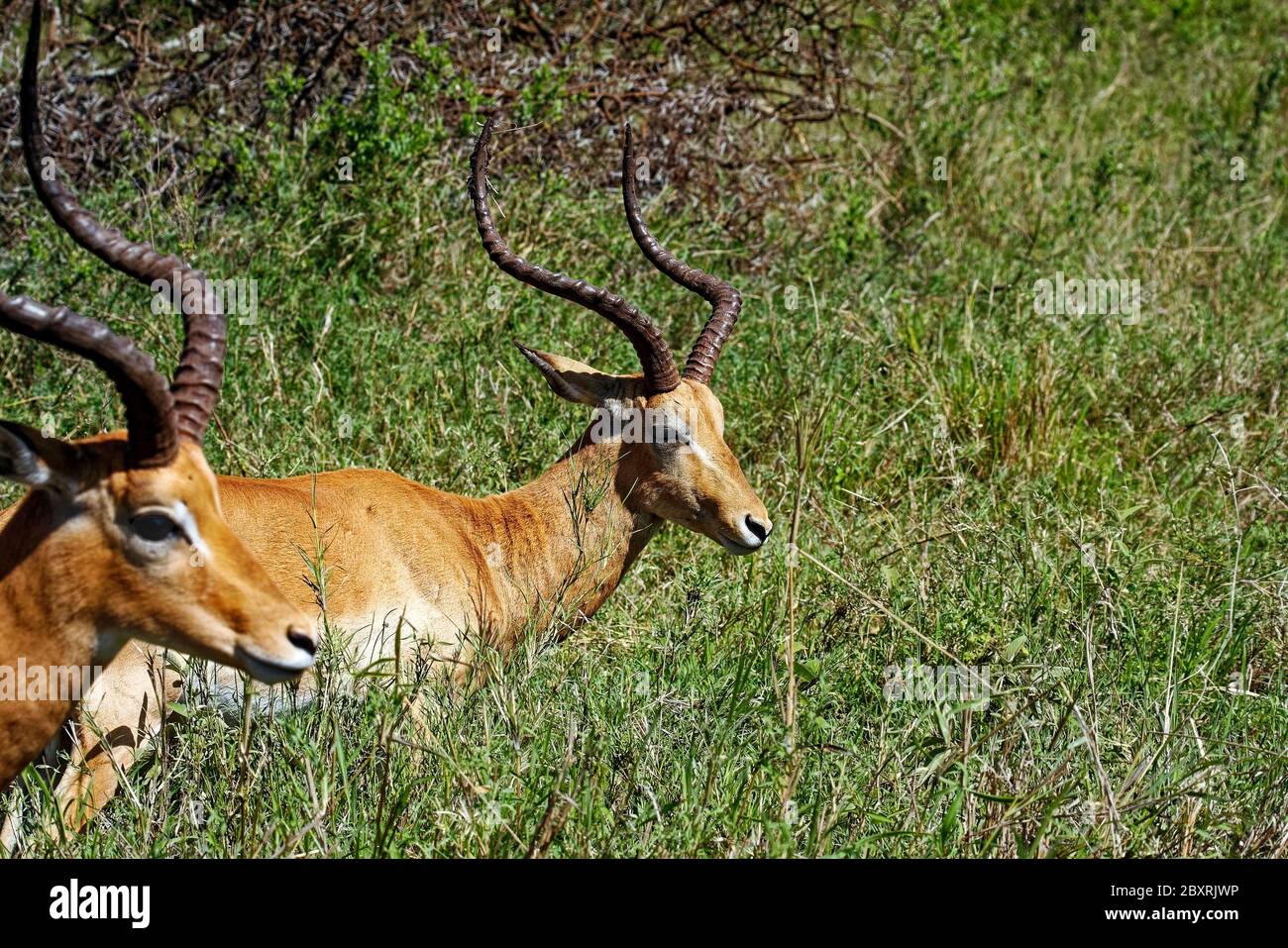 Afr Antilope Kreuzwortrtsel