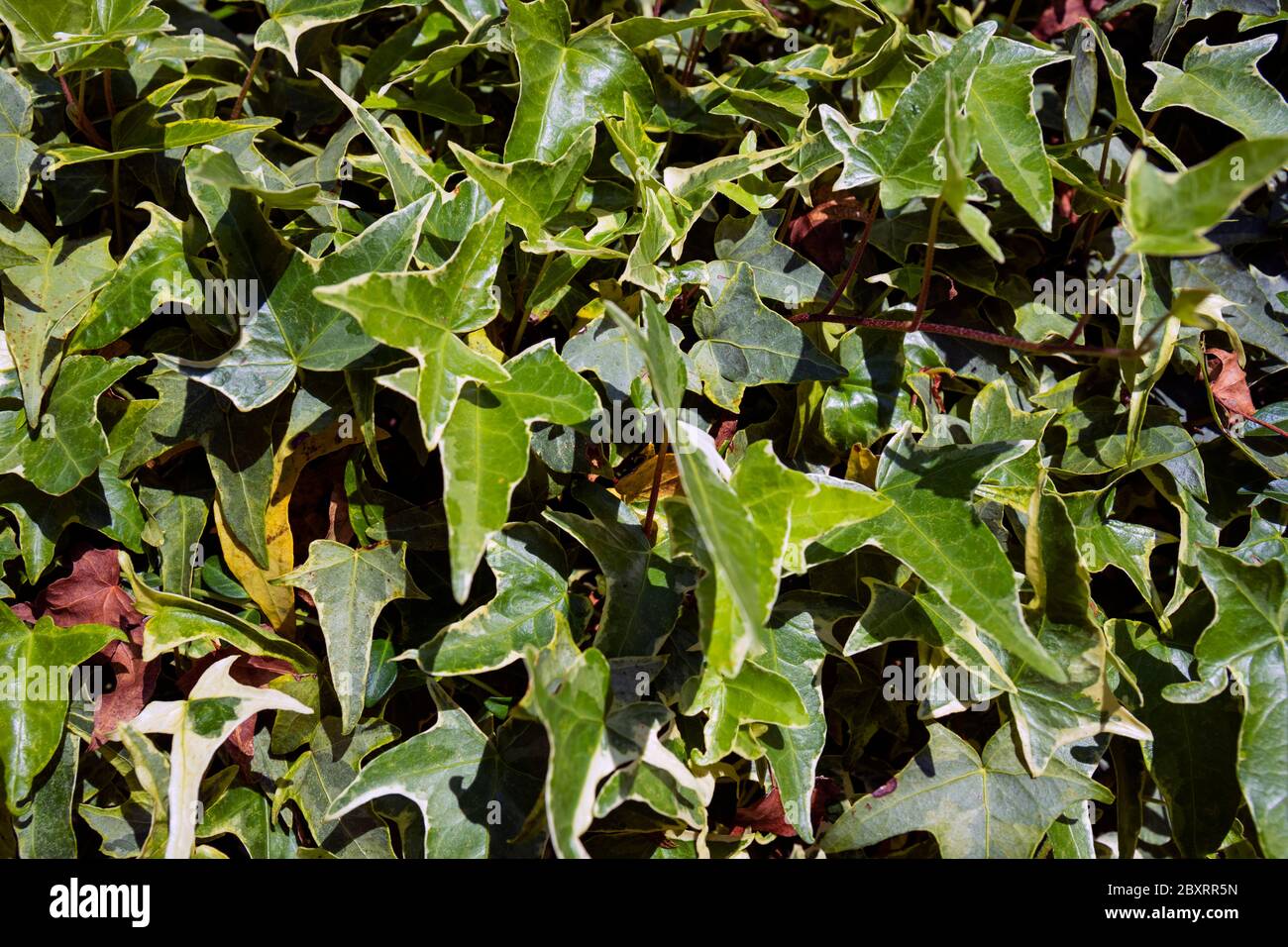 Hedera variegated ivy leaves -Fotos und -Bildmaterial in hoher ...