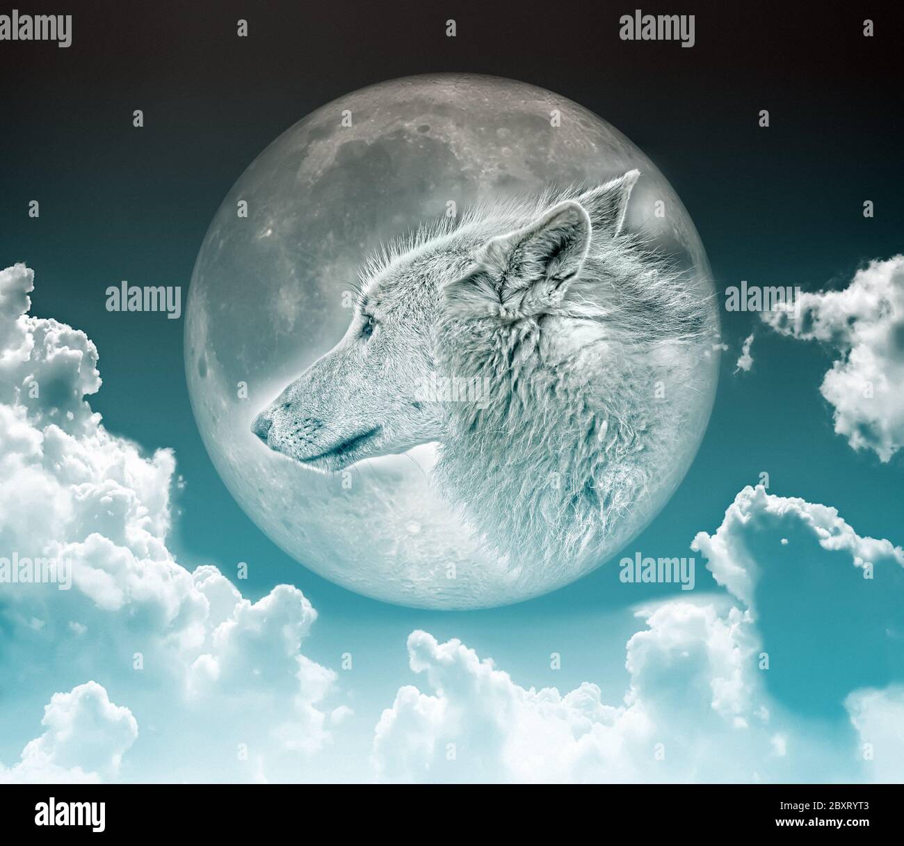 Mond wolf -Fotos und -Bildmaterial in hoher Auflösung – Alamy