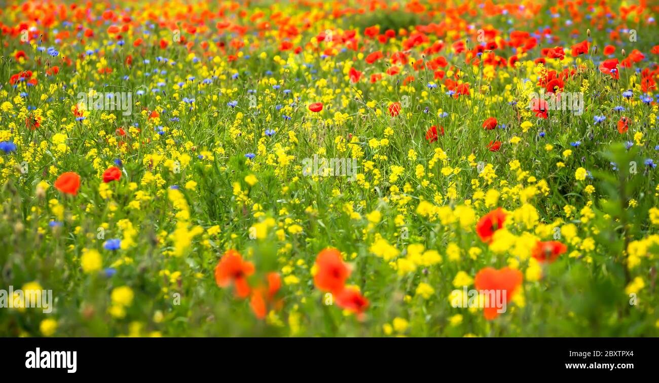 Schöne Sommerblumen Feld, Mohn, Kornblumen, Rap in einer idyllischen ...
