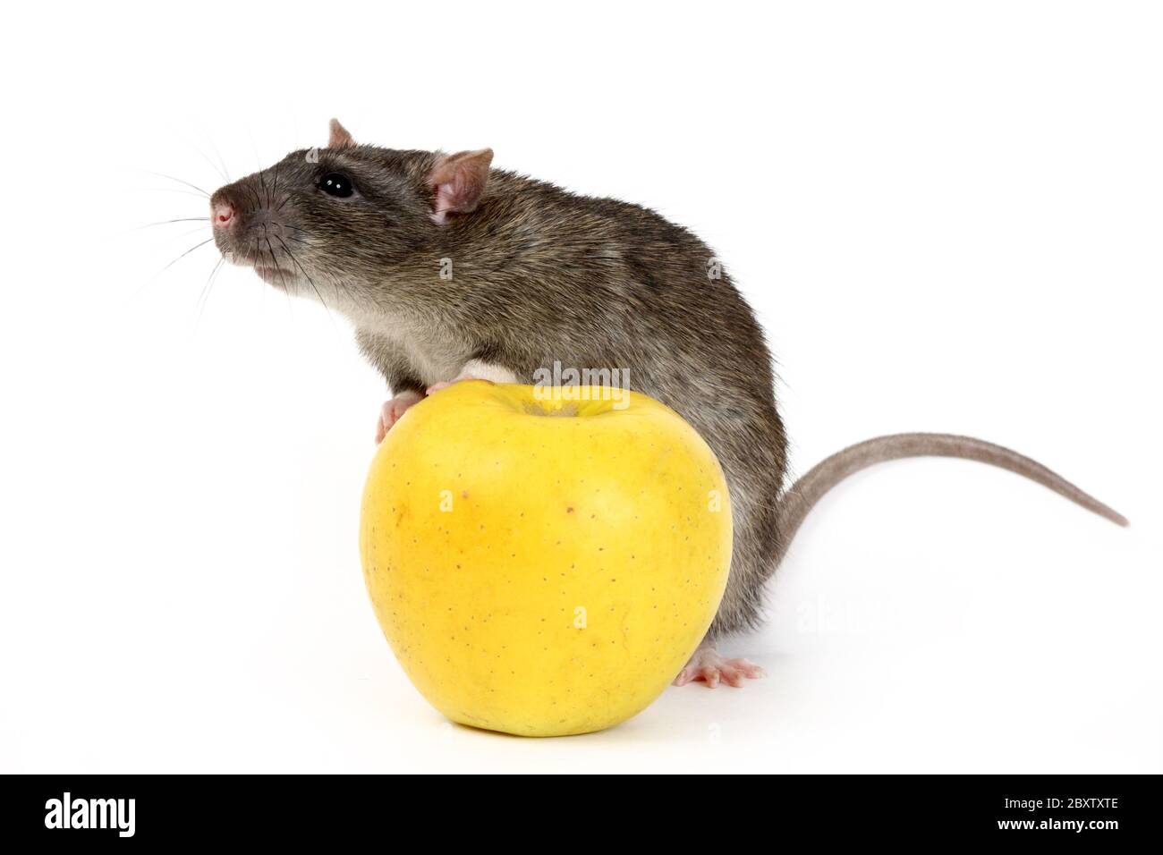 Ratten pfote -Fotos und -Bildmaterial in hoher Auflösung – Alamy