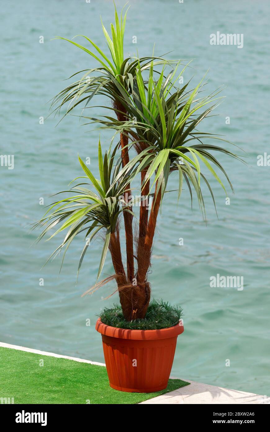 Palmen aus plastik -Fotos und -Bildmaterial in hoher Auflösung – Alamy