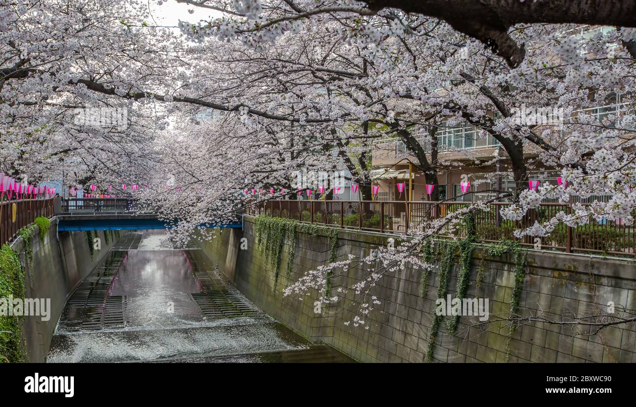 Tokyo kirsche -Fotos und -Bildmaterial in hoher Auflösung – Alamy