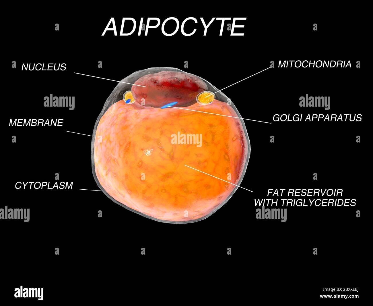 Adipozyten anatomie -Fotos und -Bildmaterial in hoher Auflösung – Alamy