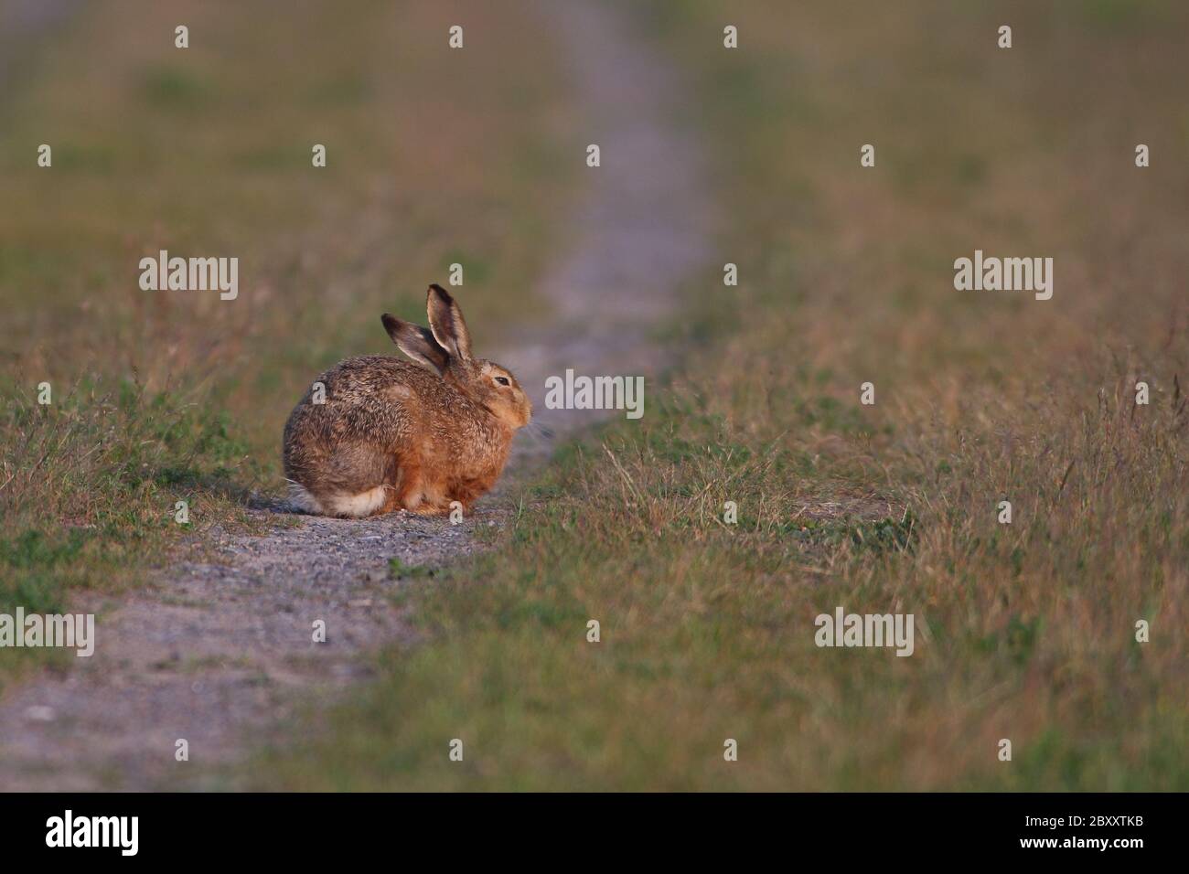 Feldhasen nrw -Fotos und -Bildmaterial in hoher Auflösung – Alamy