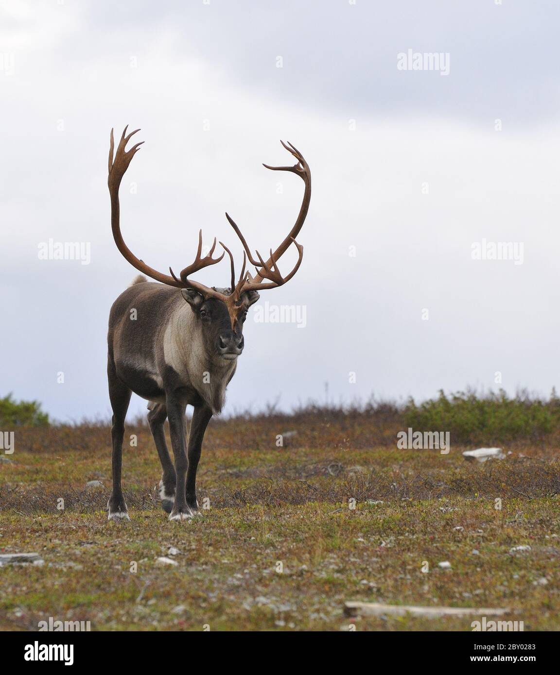 Reindeer bull -Fotos und -Bildmaterial in hoher Auflösung – Alamy
