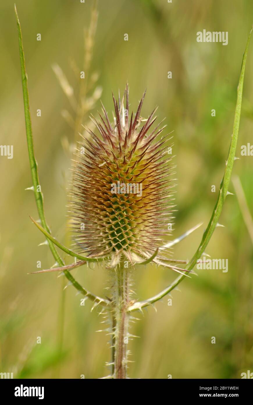 Weber karde -Fotos und -Bildmaterial in hoher Auflösung – Alamy