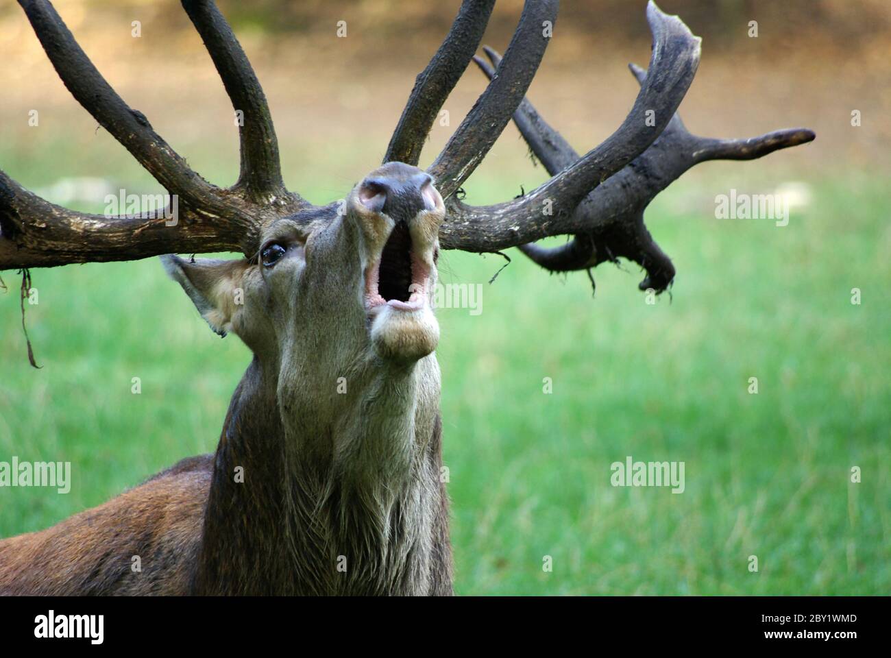 Rotwild in rut -Fotos und -Bildmaterial in hoher Auflösung – Alamy