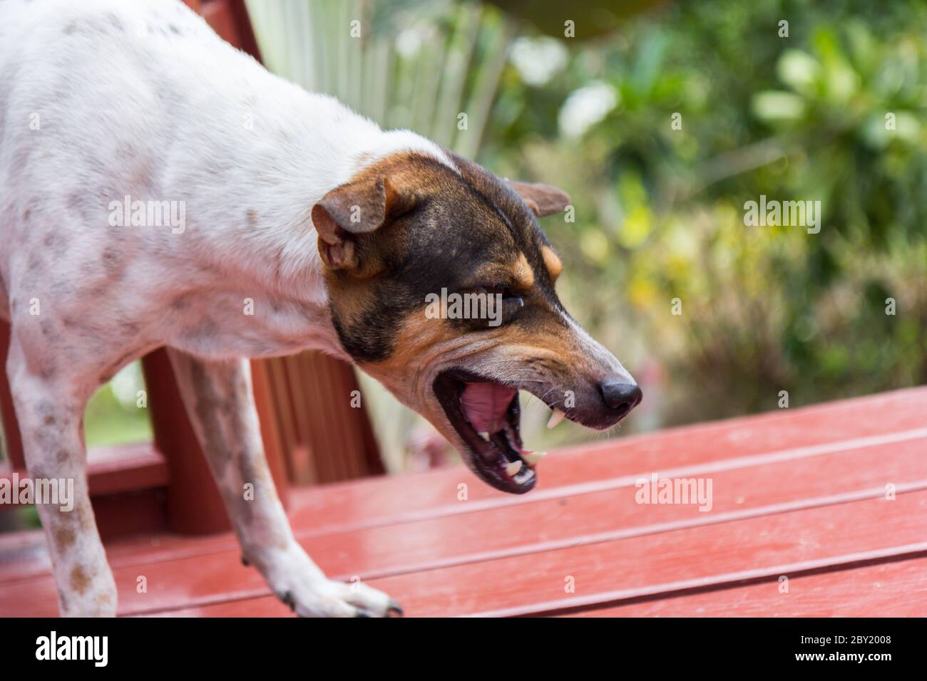 Ontblote tanden Stockfotos und -bilder Kaufen - Alamy