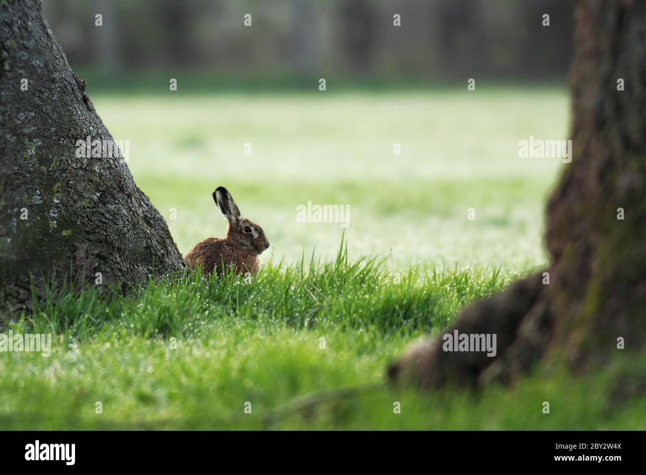 Feldhasen nrw -Fotos und -Bildmaterial in hoher Auflösung – Alamy