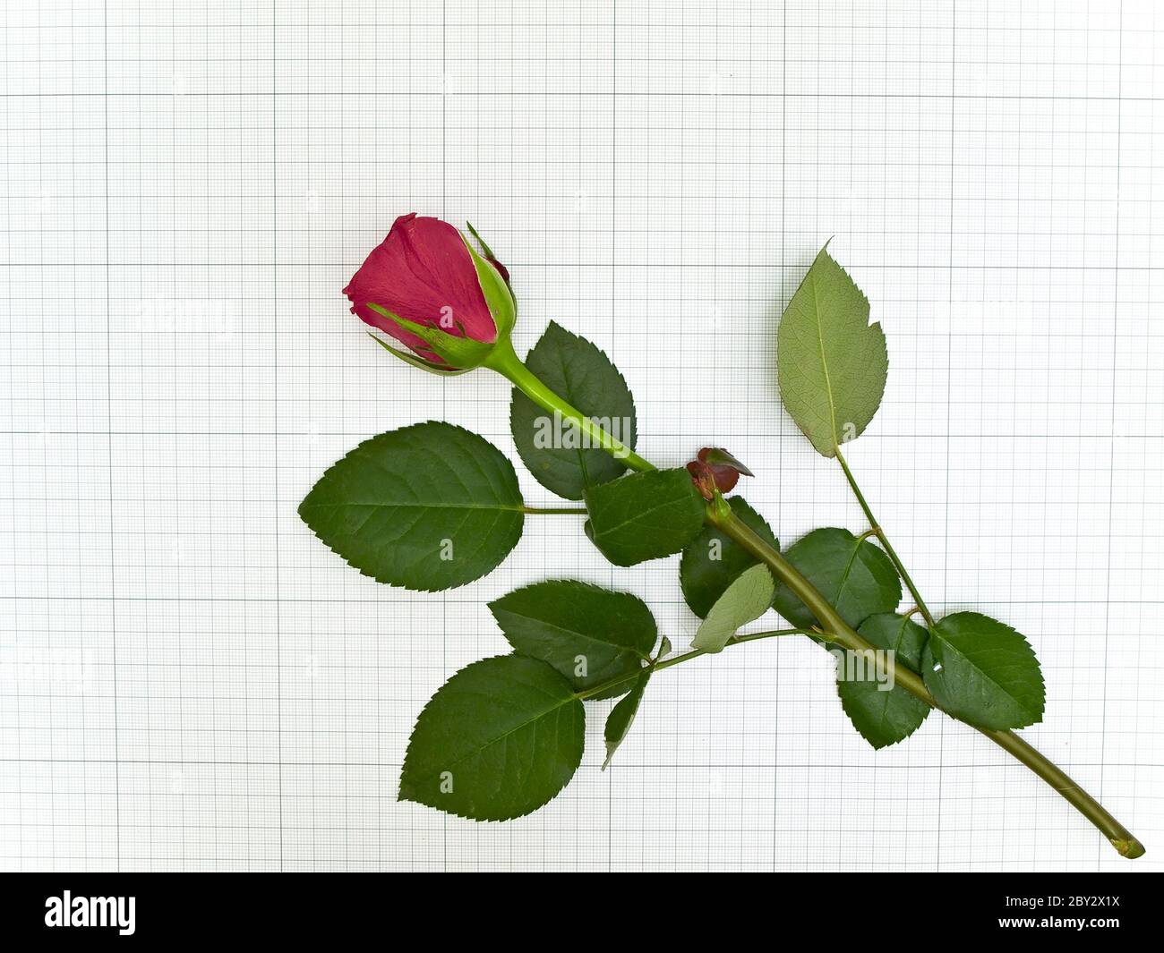 Plotting paper -Fotos und -Bildmaterial in hoher Auflösung – Alamy