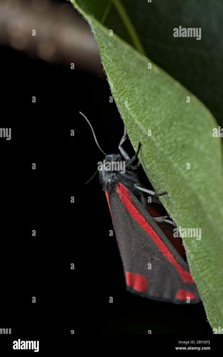 Schwarze und rote motte -Fotos und -Bildmaterial in hoher Auflösung – Alamy