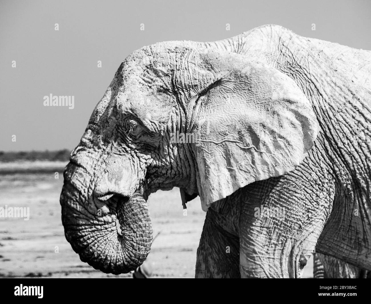 Weißer Elefant in schwarz und weiß, sieht aus wie eine Statue ...
