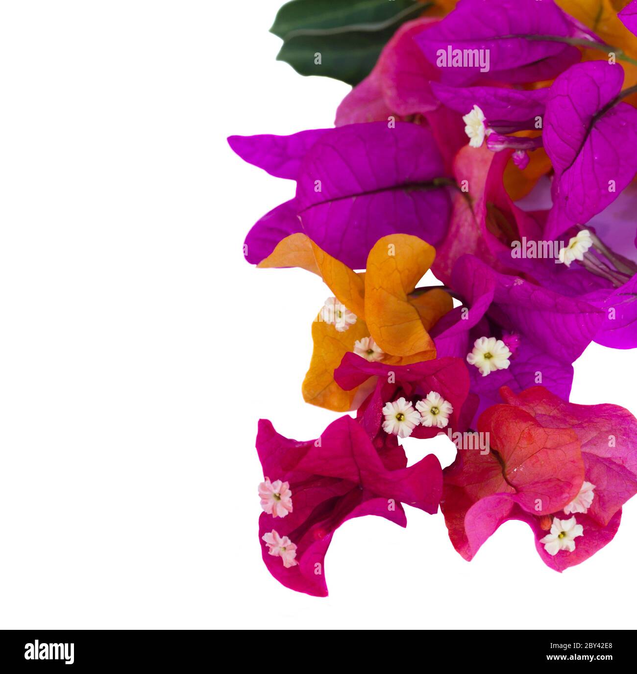 Luxus Bougainvillea Verliert Bluten Fotos