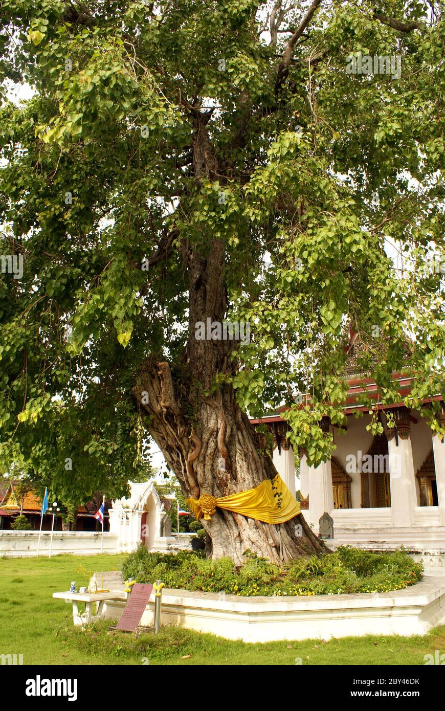 Bodhi tree leaf -Fotos und -Bildmaterial in hoher Auflösung – Alamy