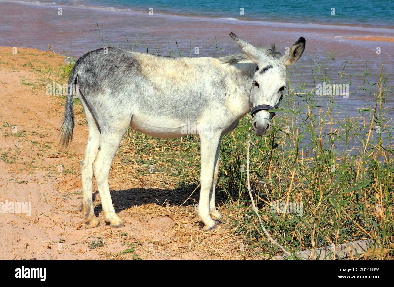 Weidender esel -Fotos und -Bildmaterial in hoher Auflösung – Alamy