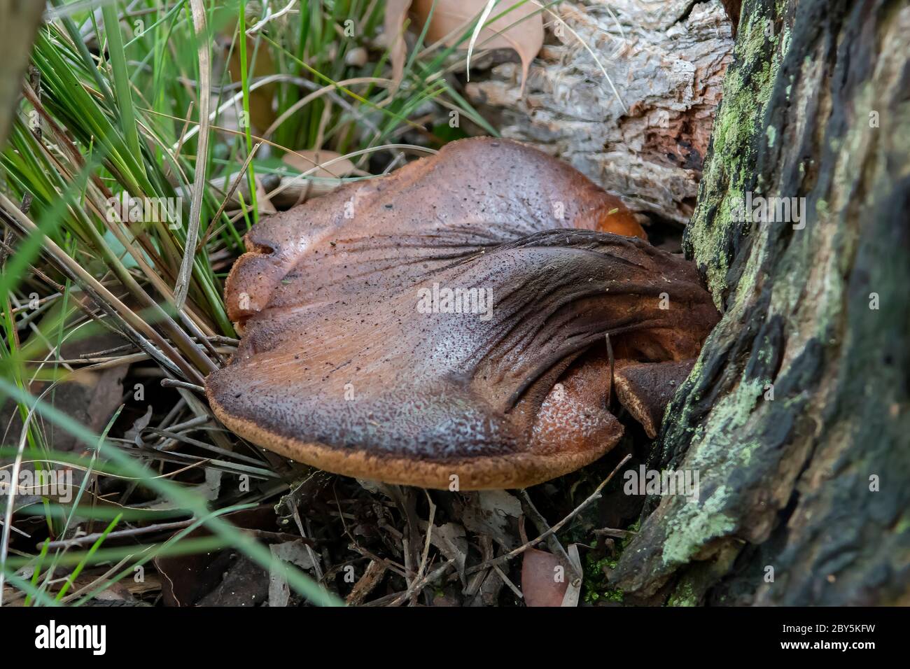 Phellinus sp -Fotos und -Bildmaterial in hoher Auflösung – Alamy