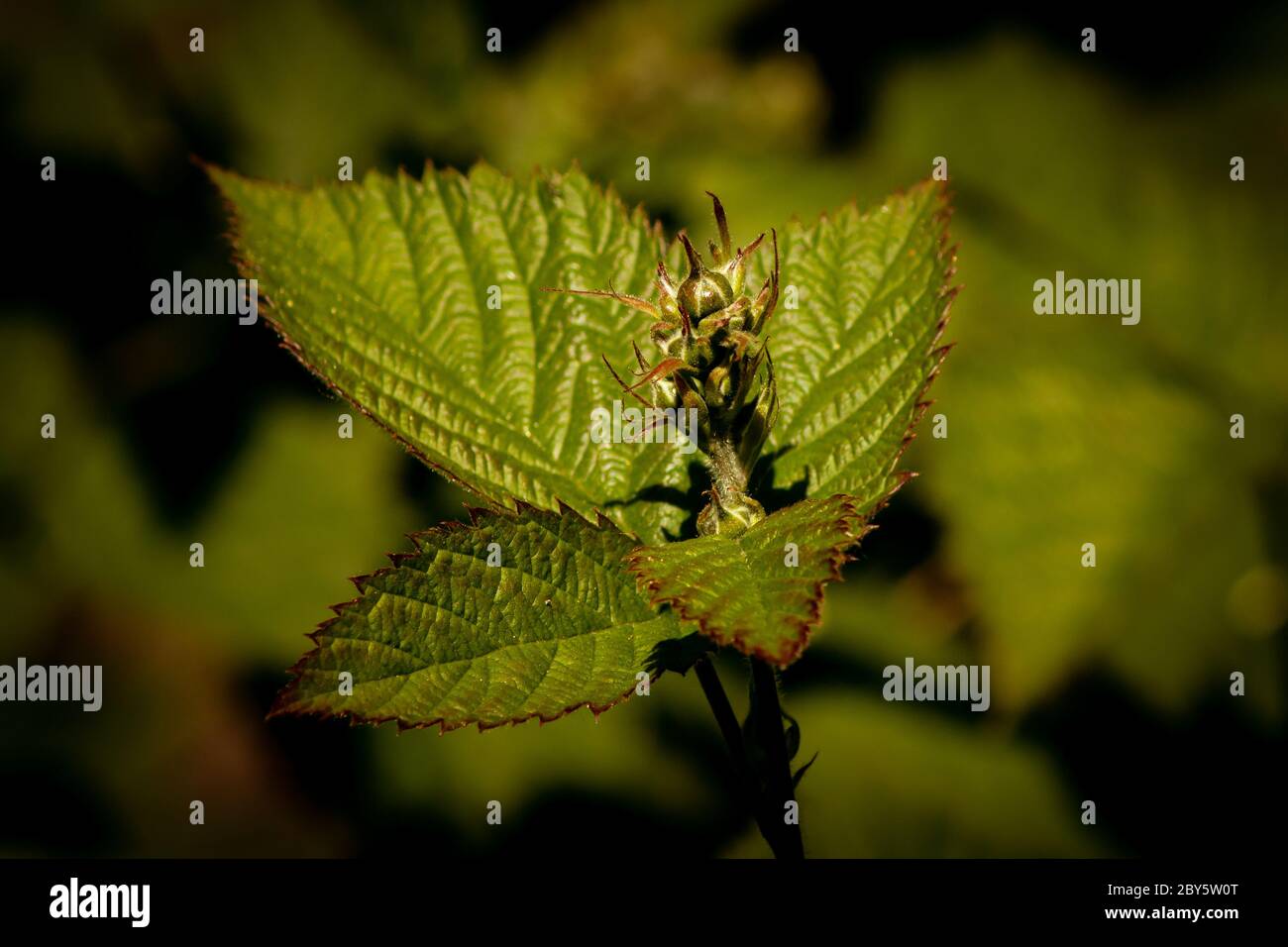 Brennnessel als nahrungspflanze -Fotos und -Bildmaterial in hoher ...