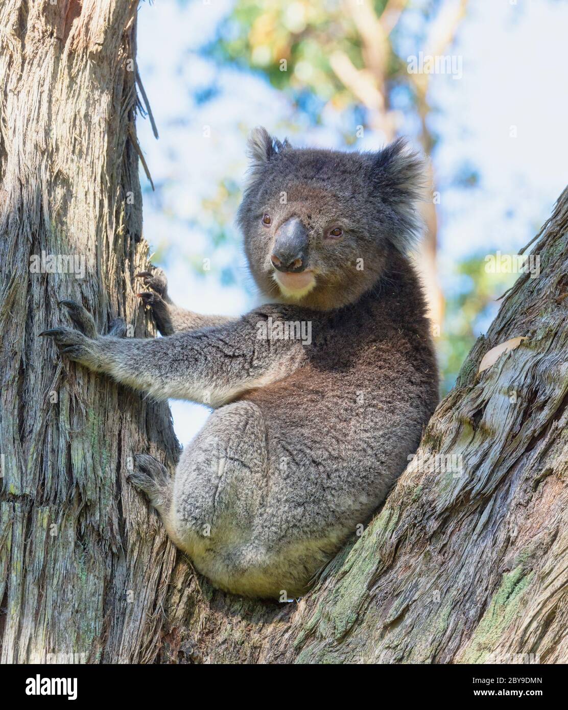 Australian koala -Fotos und -Bildmaterial in hoher Auflösung – Alamy