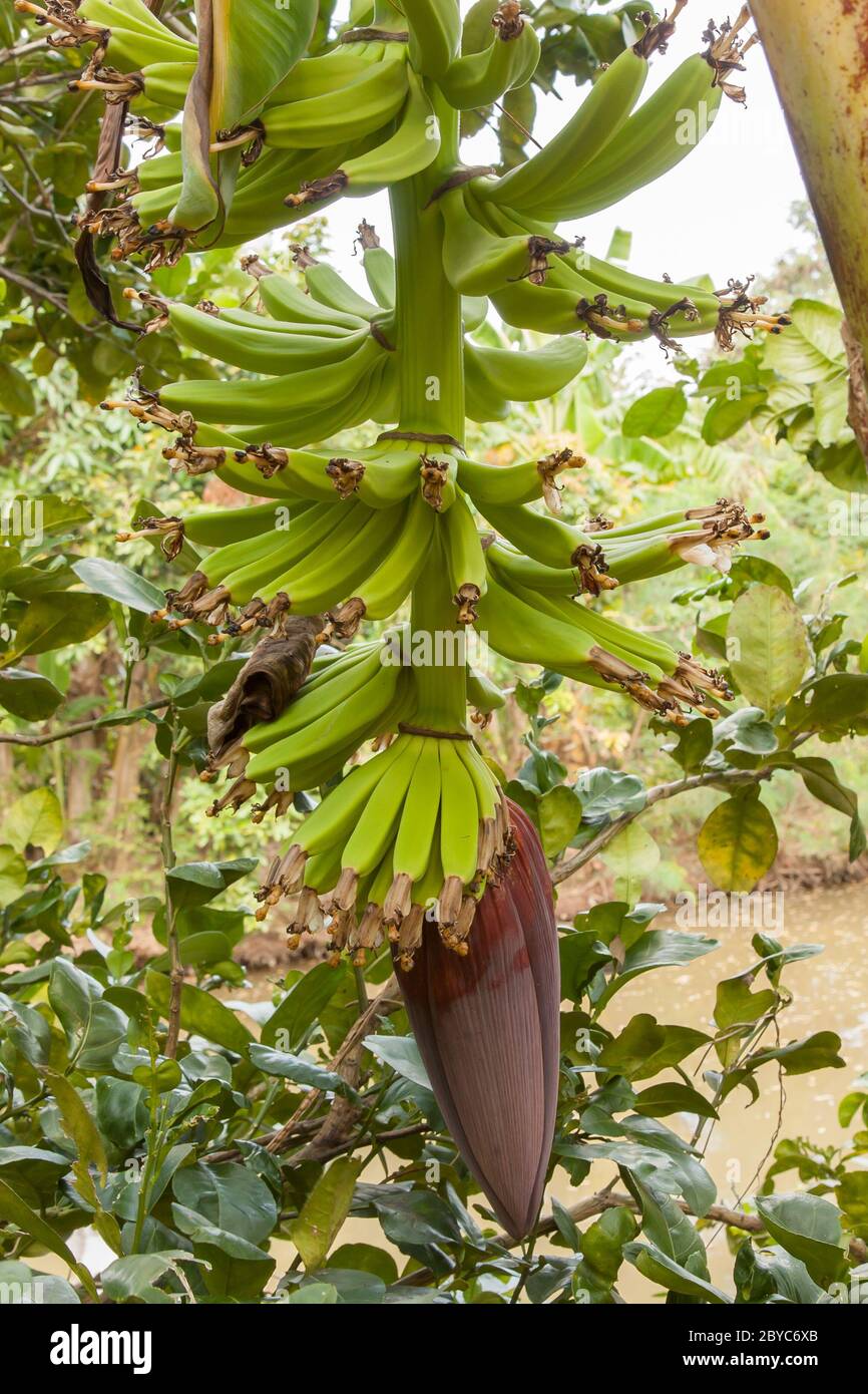 Regenwald Bananen Stockfotos und -bilder Kaufen - Alamy