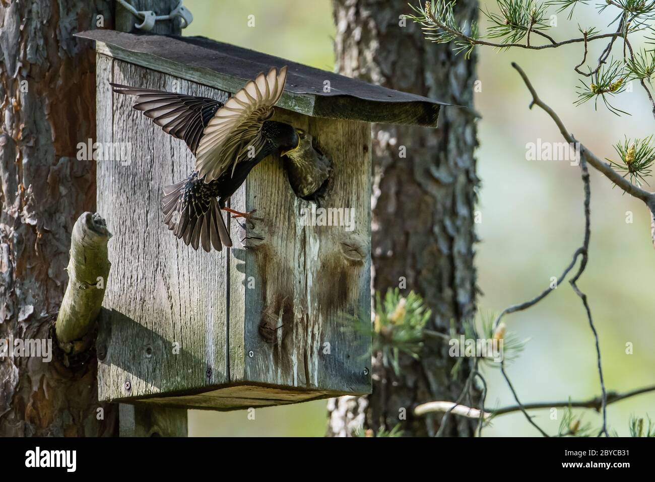Tief in die kehle -Fotos und -Bildmaterial in hoher Auflösung – Alamy