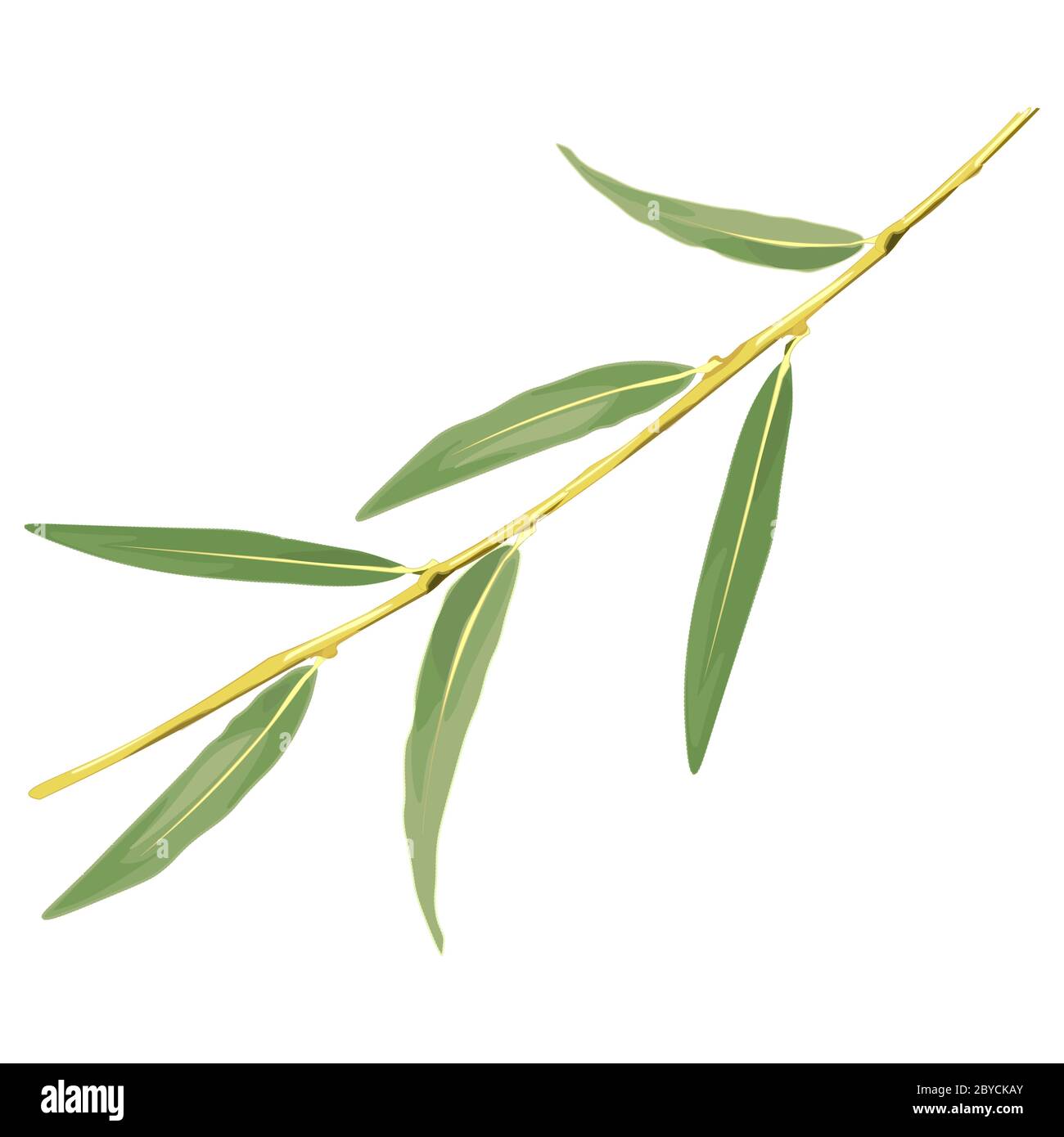 Trauerweide zeichnung Stock-Vektorgrafiken kaufen - Alamy