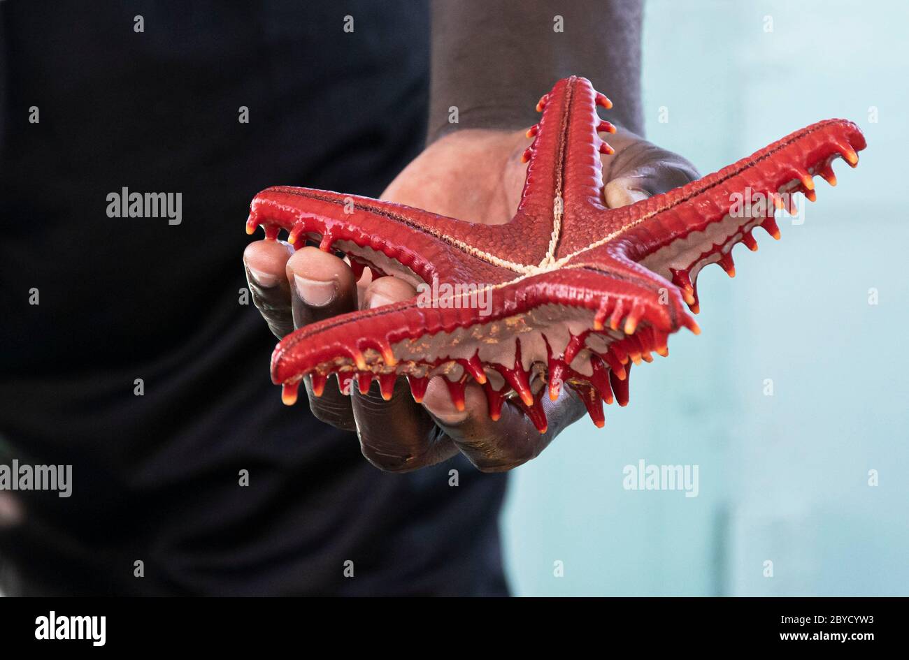 Seestern im rock pool -Fotos und -Bildmaterial in hoher Auflösung – Alamy