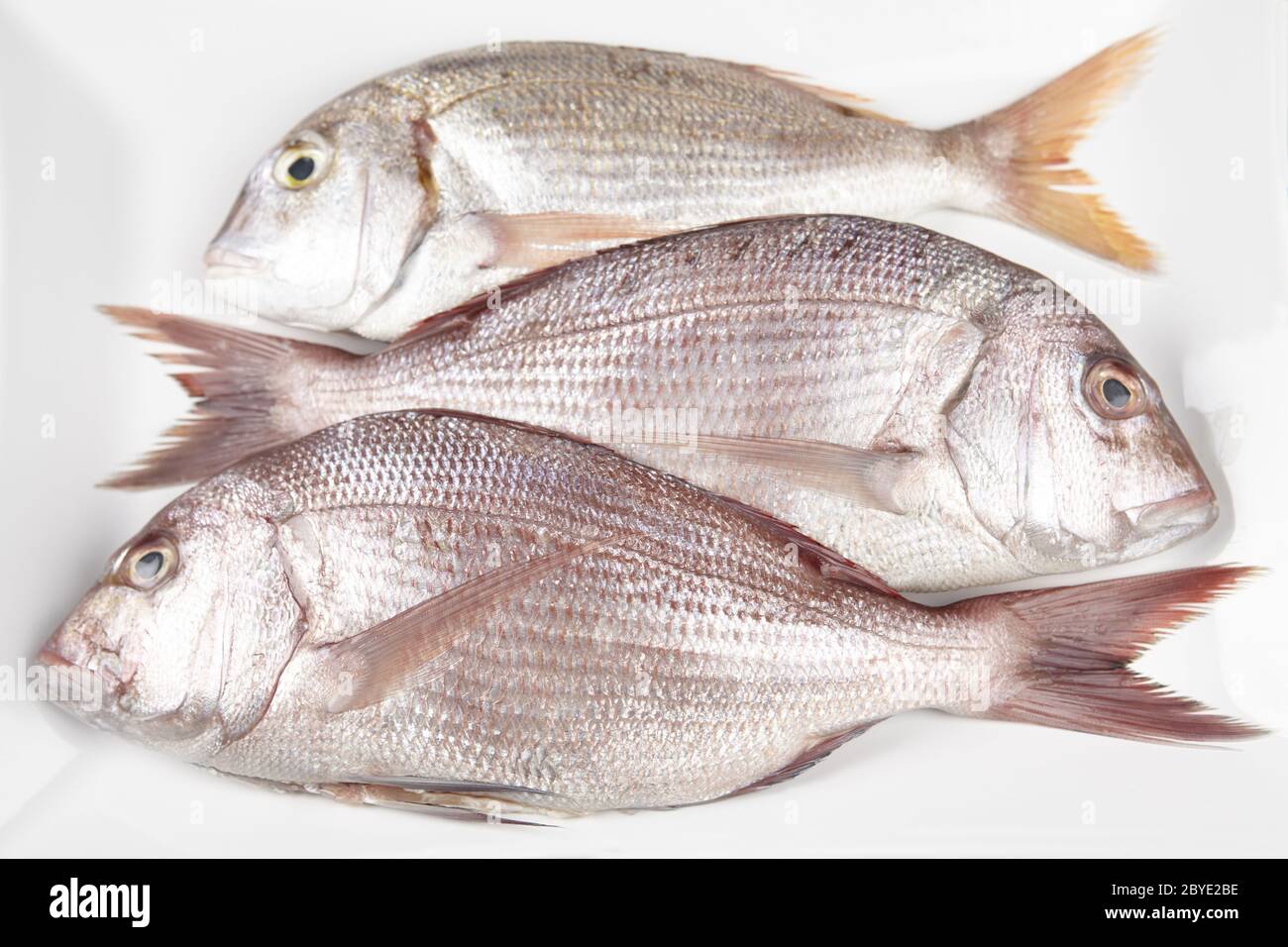 Dorade stieg auf -Fotos und -Bildmaterial in hoher Auflösung – Alamy