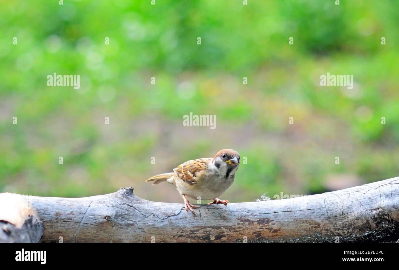 Spatz silhouette -Fotos und -Bildmaterial in hoher Auflösung – Alamy