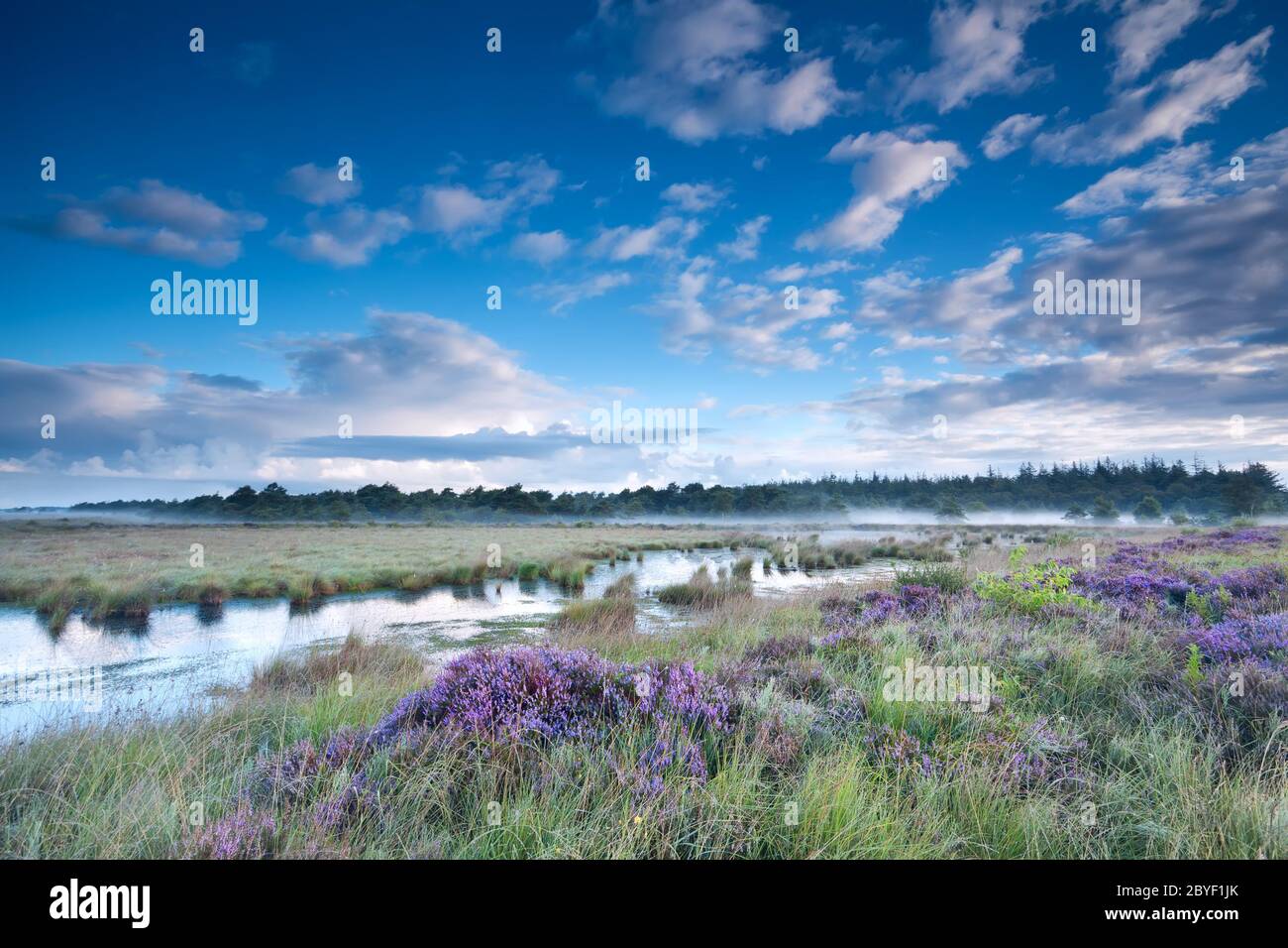 Suo orvokki -Fotos und -Bildmaterial in hoher Auflösung – Alamy