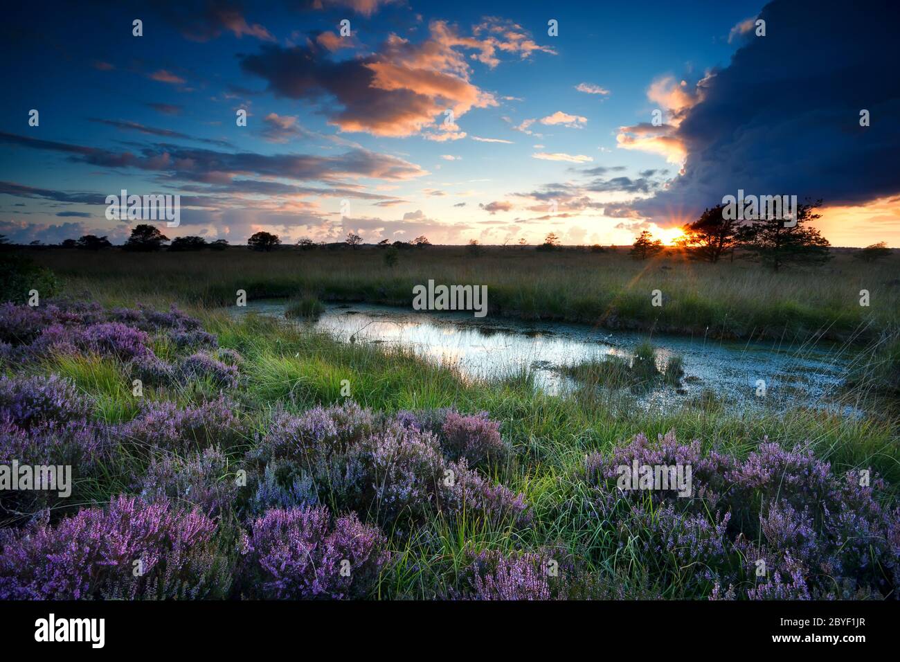 Violetter sturm -Fotos und -Bildmaterial in hoher Auflösung – Alamy