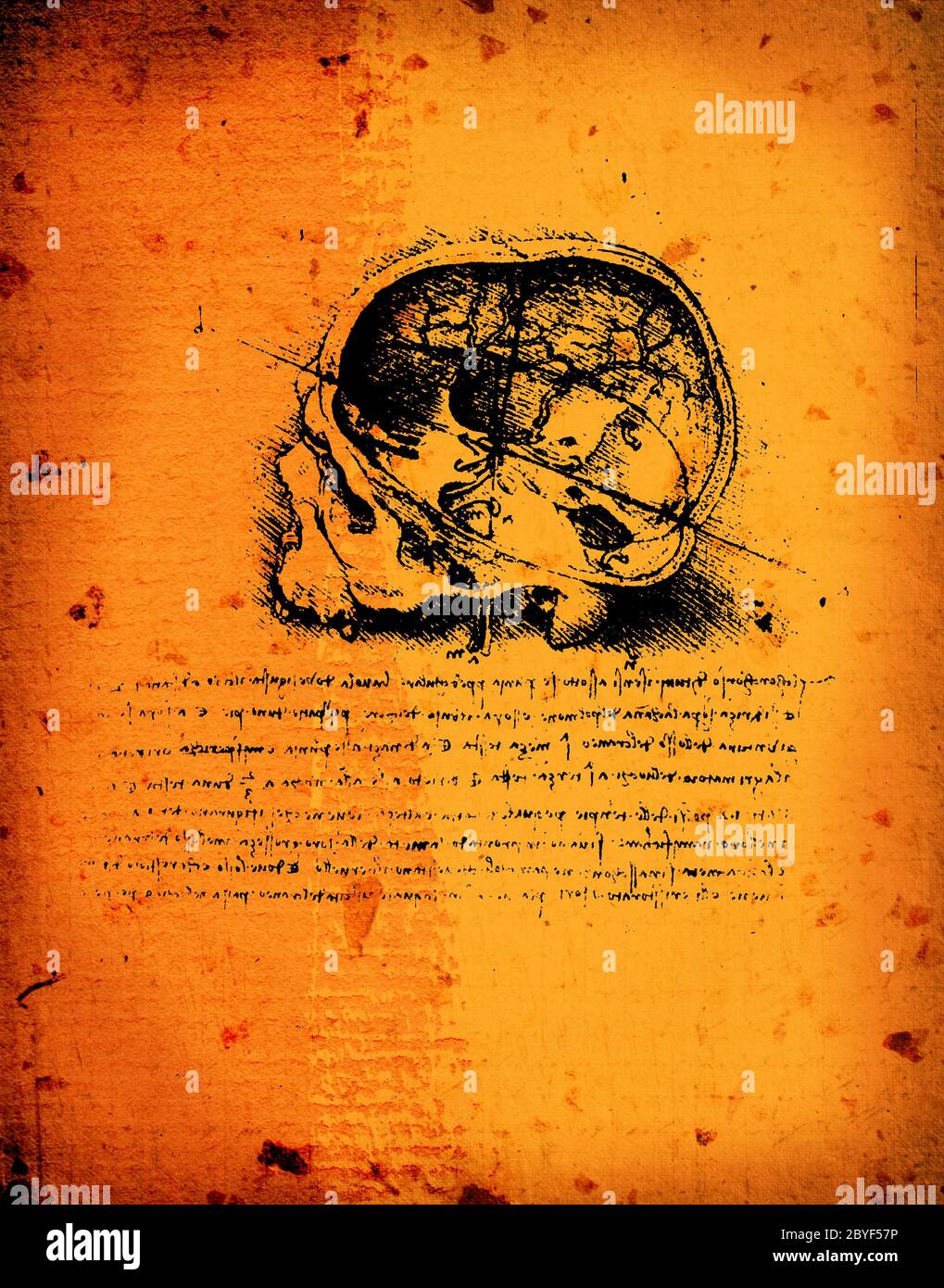 Davinci anatomische vitruvianische zeichnung -Fotos und -Bildmaterial ...