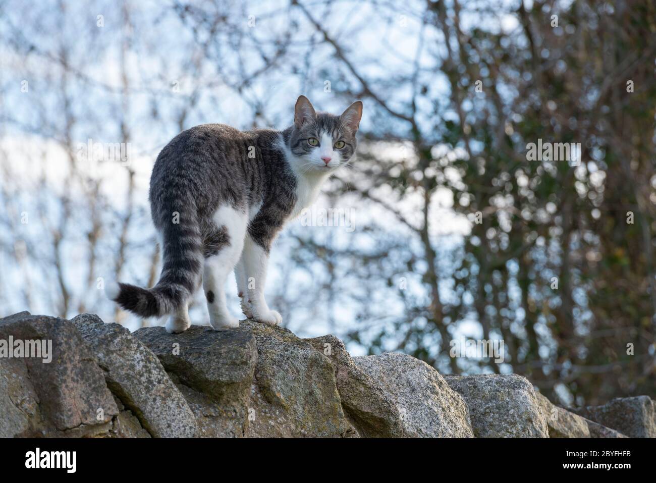 Weiße getigerte katze stehend -Fotos und -Bildmaterial in hoher ...